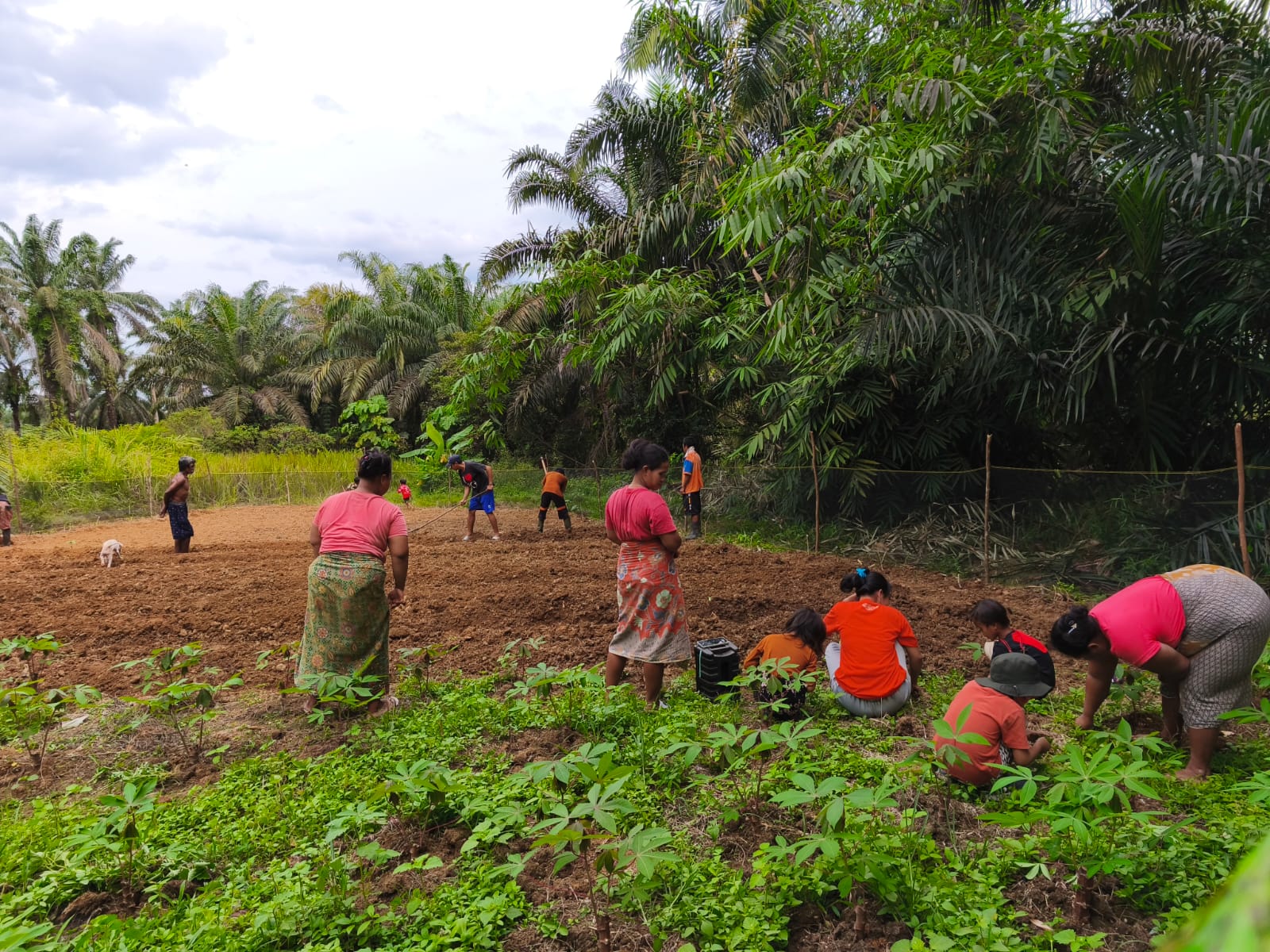 Jalan Panjang Orang Rimba Rombong Ngilo Menuju Kemandirian Pangan ...